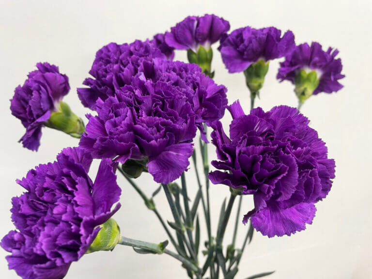 カーネーション『ムーンダスト プリンセスブルー』（Carnation 'Moondust Princess Blue'） | 【 切り花 図鑑 ...