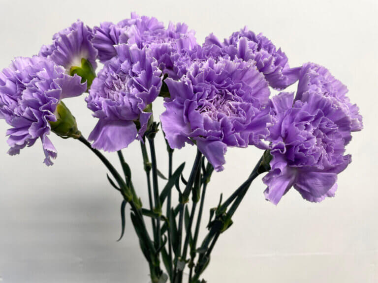 カーネーション『ムーンダスト アクアブルー』（Carnation 'Moondust Aqua Blue'） | 【 切り花 図鑑 】写真と ...