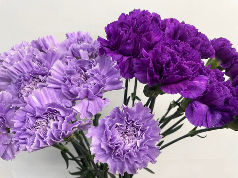 カーネーション『ムーンダスト アクアブルー』（Carnation 'Moondust Aqua Blue'） | 【 切り花 図鑑 】写真と ...